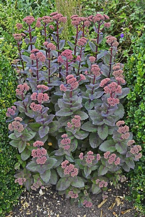 How To Grow And Care For ‘purple Emperor Sedum Stonecrop