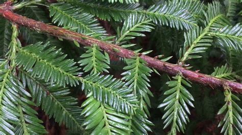 Coastal Redwood Branch And Leaves November 2018 Youtube