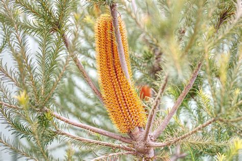 Bottlebrush Pixabay