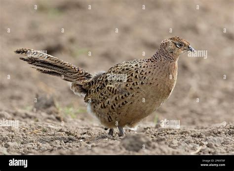 Common Pheasant Ring Necked Pheasant Phasianus Colchicus Female