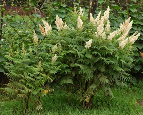 Sorbaria sorbifolia - Изображение особи - Плантариум