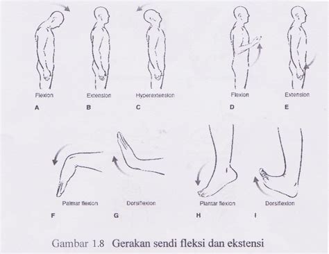 Contoh Gambar Arah Gerakan Fleksi Dalam Anatomi Fisiologi Dunia