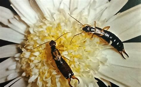 The Fascinating Life Cycle Of Earwigs
