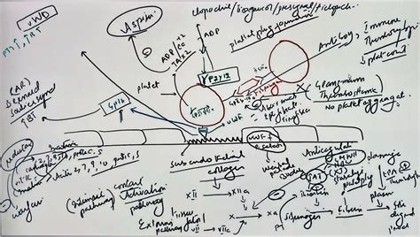 Coagulation Pathway Pathophysiology And Pharmacology Usama Bukhari Md