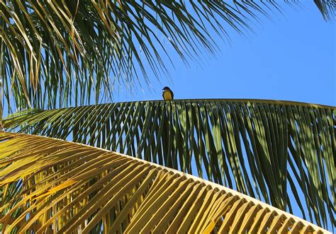 Foto Gratis Burung Kelapa Sawit Pohon Gambar Gratis Di Pixabay