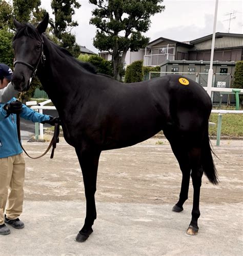 つみき野球ファンで競馬クラスタの人 On Twitter Rt 1992jra1 4年半本当によく頑張ってもらいました！ 沢山の方