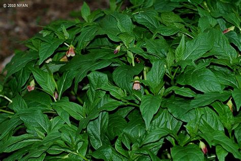ハシリドコロ走野老ナス科 Scopolia japonica 四季の山野草花の写真館