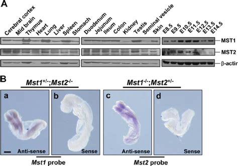 expression profile of mst1 and mst2 in adult tissues and during