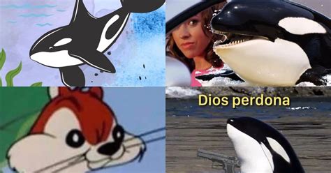 Conquistó El Internet Y Los Mares Así Fue Cómo Gladis La Orca