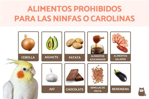 10 Alimentos Prohibidos Para Las Ninfas
