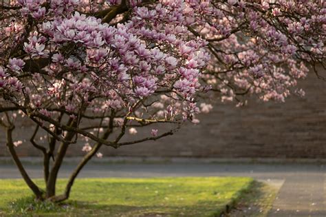 When To Prune Magnolia Trees Optimal Times Pond Informer