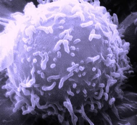Définition Lymphocyte Fonction Pathologies Et Traitements