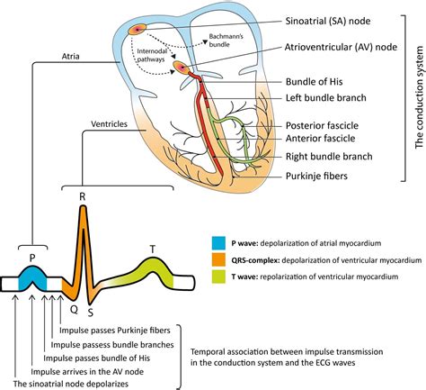 Cardiac Electrophysiology And Ecg Interpretation The Cardiovascular