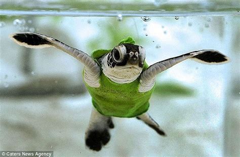 Tiny Turtles Dressed In Swimsuits Are Truly The Cutest Thing Youll See