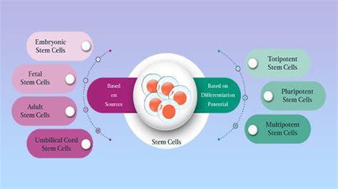 Interesting Facts About Stem Cells And Stem Cell Therapy Sources Types Uses And More Home