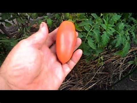 Описание сорта томата СЕВЕРНАЯ КРАСАВИЦА - YouTube