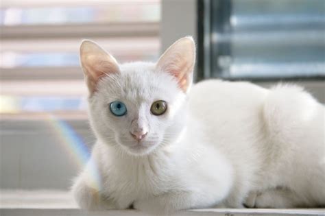 Javanese Cat Breed Info Pictures Temperament And Traits Catster