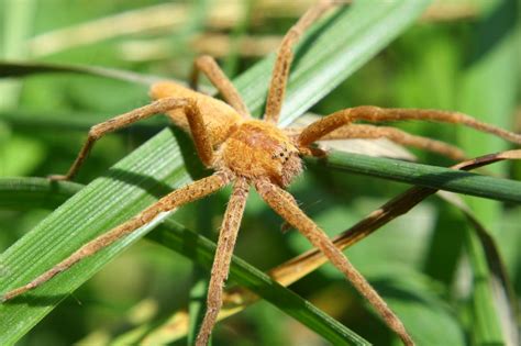 Nursery Web Spider Arachnoboards