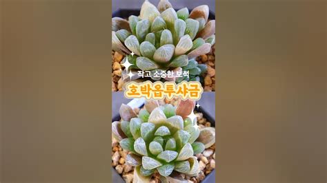 💎 하월시아 호박옵투샤금 엑스플랜트 다육이 다육식물 다육식물키우기 Koreansucculents Plantlover Succulentlover