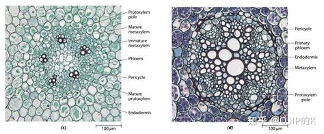 【植物学】【生物竞赛】根的初生结构 知乎