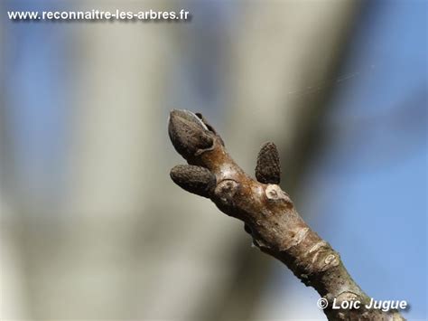 Reconnaître Les Arbres Les Bourgeons