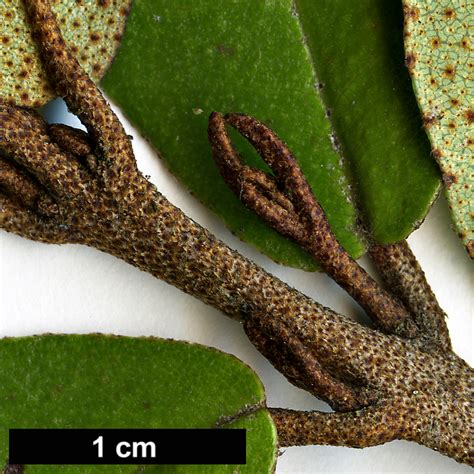 Aextoxicon Punctatum Trees And Shrubs Online