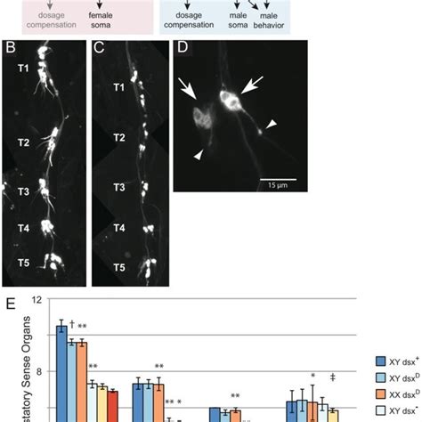 A The Sex Determination Hierarchy Directs The Generation Of