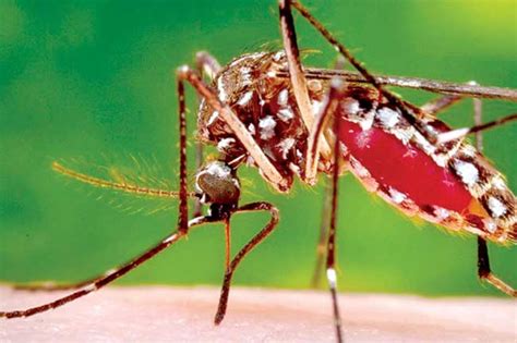 ඩෙංගු රතු කටු පනී