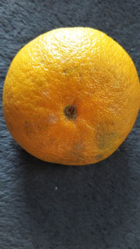 気球はむ50号もしくはうさはむ50号usahamu50hamu50 On Twitter 🍊🍊🍊🍊🍊🍊🍊🍊🍊🍊 甘い 熊本県産
