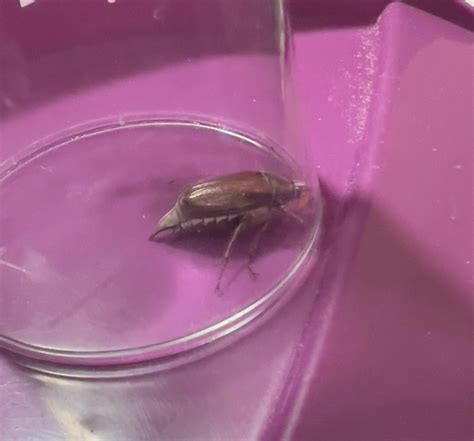 What Is This Ive Never Seen This Before R Bugidentification