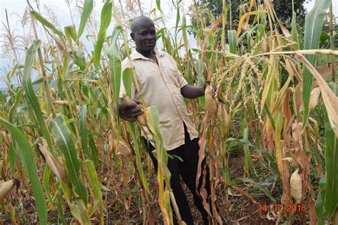 Tharaka Nithi Reap Big From Conservation Agriculture Ncck