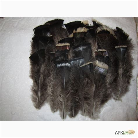 Продам перо индюка и гуся Киев — Apkua