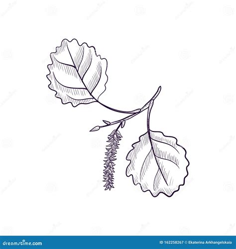 Vector Drawing Branch Of Aspen Tree Stock Vector Illustration Of