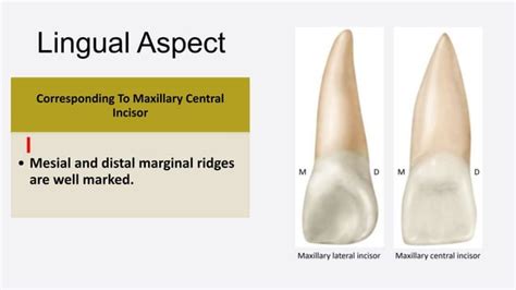 Permanent Maxillary Lateral Incisors Dr Saba Arshad Ppt