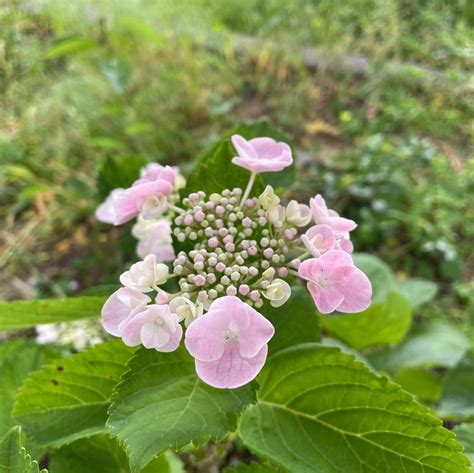お花の天使 さくら色 さくらの香り