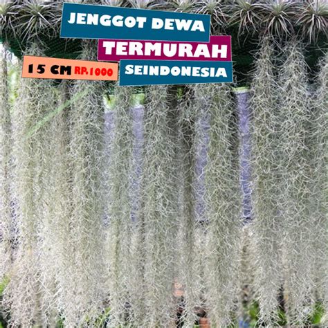 Jual Tanaman Hias Janggut Dewa Jenggot Musa Termurah Seindonesia