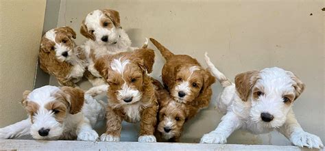 Spring Creek Labradoodles Home Facebook