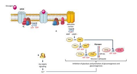 Use Of Glucagon To Treat Hypoglycaemia What Is Hypoglycaemia Ihsg