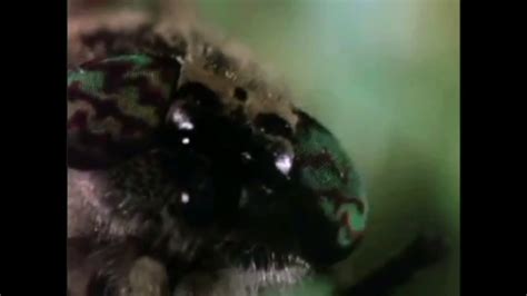 Butterfly Face Up Close Spongebob At Joel Norris Blog