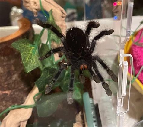 Can Anyone Gender My Juvenile Pink Toe Tarantula R Tarantulas
