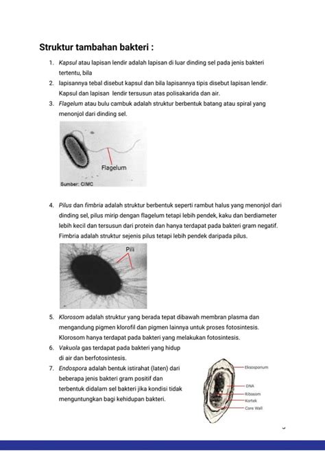 Mengenal Archaebacteria Dan Eubacteria Pdf