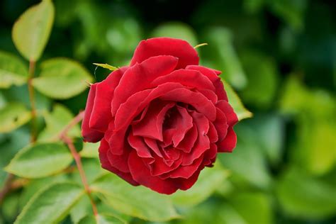 Rosa Vermelho Rosas Foto Gratuita No Pixabay Pixabay