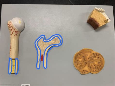 Anatomy Exam 3 Flashcards Quizlet