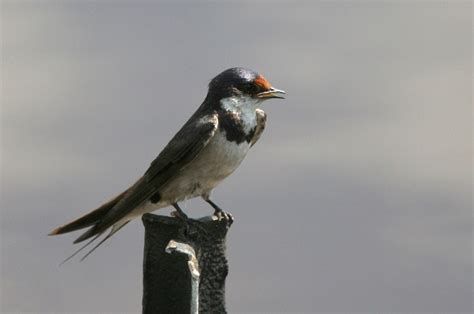 White Throated Swallow Hirundo Albigularis Bdi