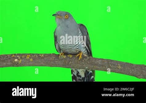 Close Up Common Cuckoo Cuculus Canorus Sits On A Tree Branch On A