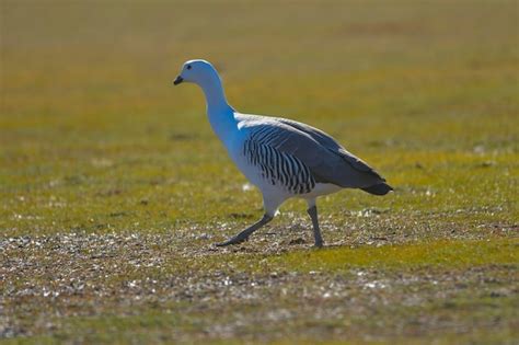 Premium Photo The Common Geese Or Magellan Goose Is A Species Of