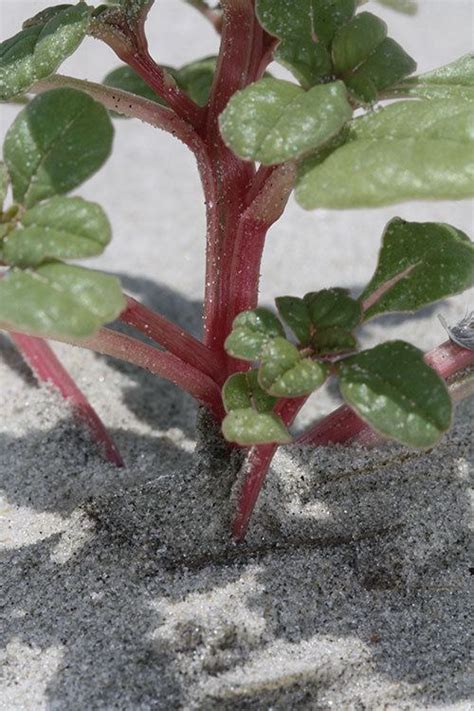 Amaranthus Pumilus Alchetron The Free Social Encyclopedia