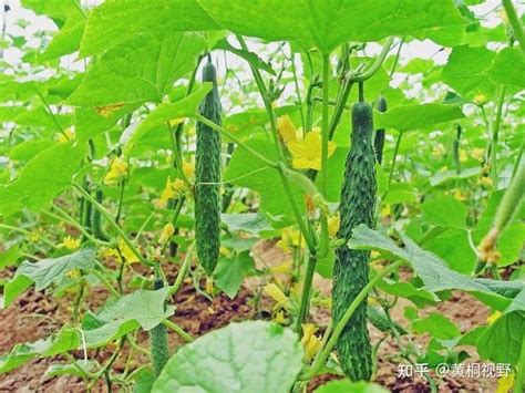 俗话说夏天吃三瓜中药不用抓是指哪三瓜吃了有什么好处 知乎