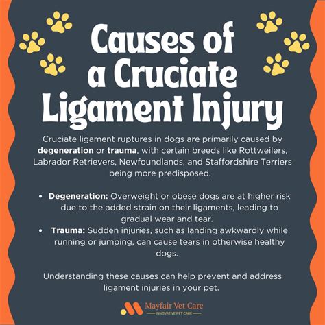 Mayfair Understanding Cruciate Ligament Injuries Did You Know That