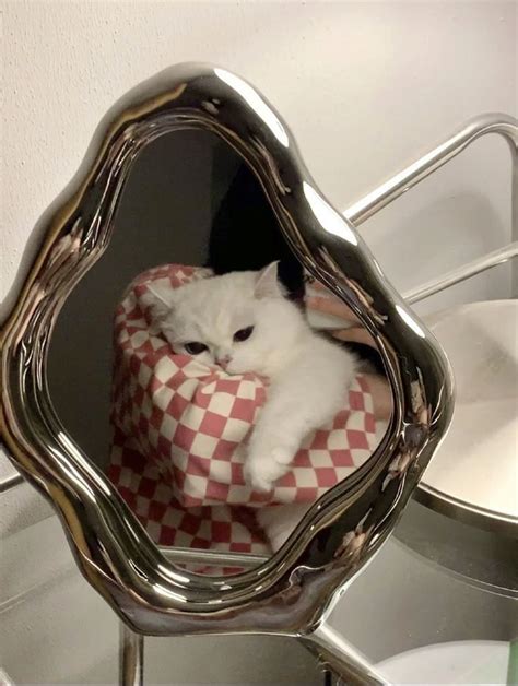 Ghim Của 𝘿𝙚𝙣𝙞𝙯 Trên Kedicik 🐈‍⬛ Mèo Động Vật Chó Con